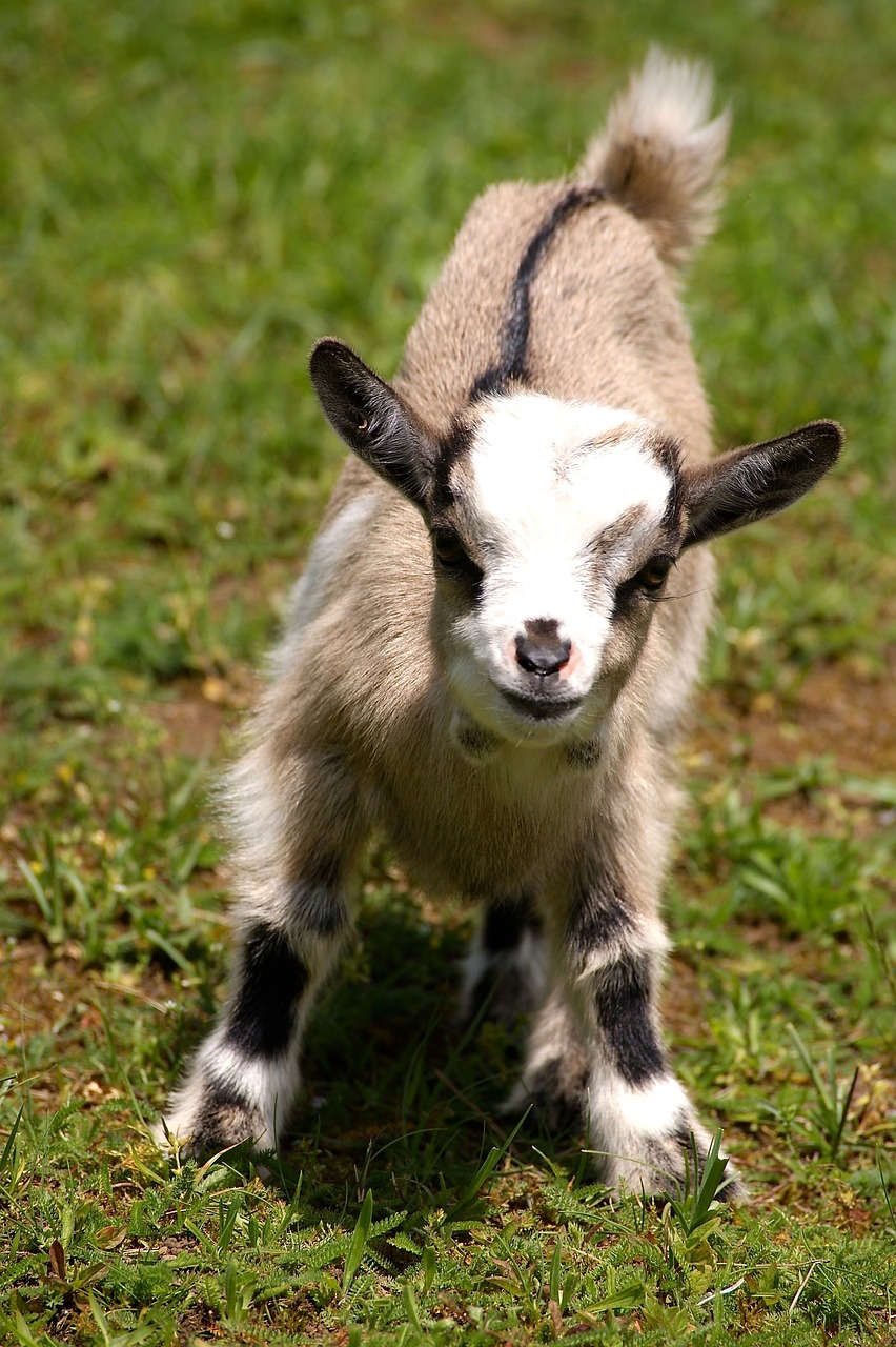 Decibel Level of Miniature Goats – Backyard Miniature Goats